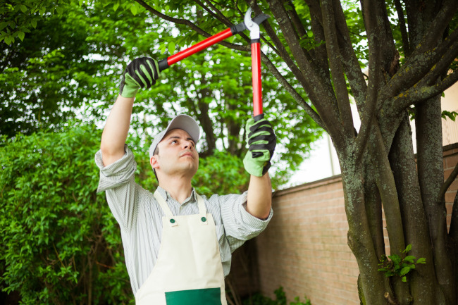 Tree Care, Atlanta, GA | Ballard's Tree Service