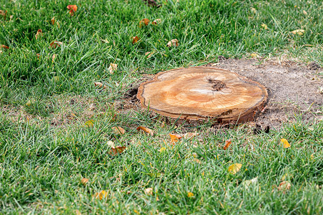 The Importance of Stump Grinding for a Healthy Yard | Ballard's Tree ...