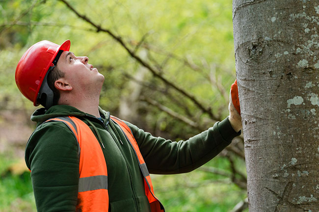 Behind the Branches: Fun Arborist Facts | Ballard's Tree Service