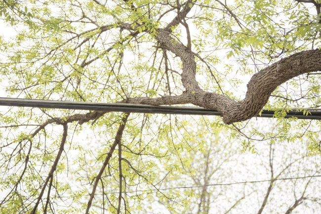 The Danger of DIY Tree Branch Removal | Ballard's Tree Service